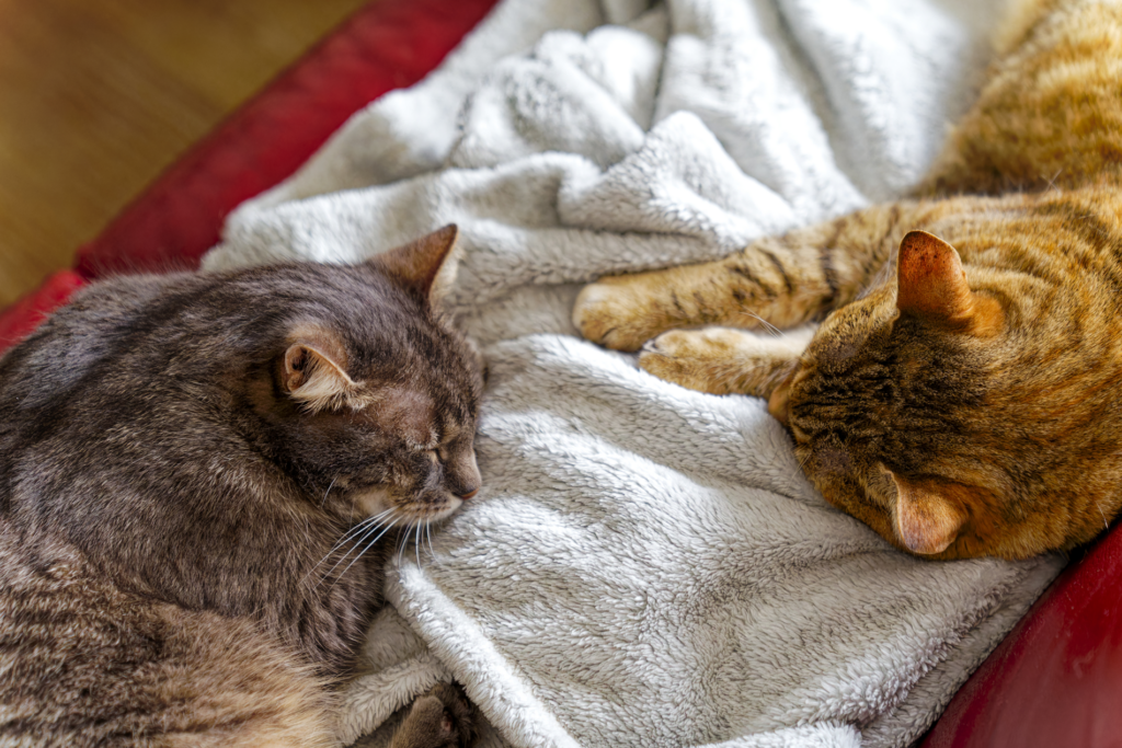 Animal Cremation Services - Canada