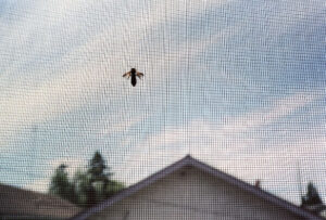 The Mobile Screen Shop LLC