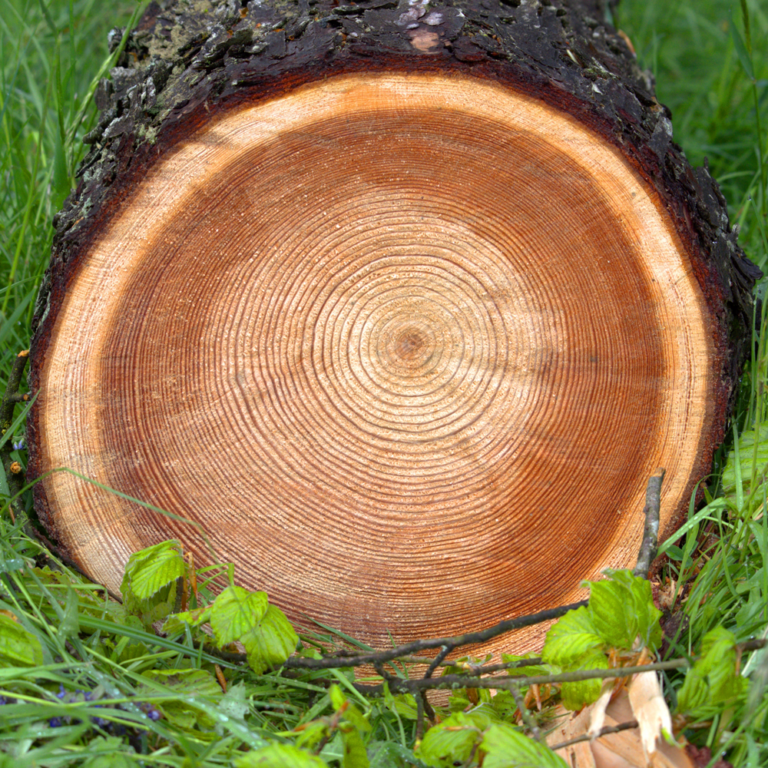 Custom Lumber - Butler MO