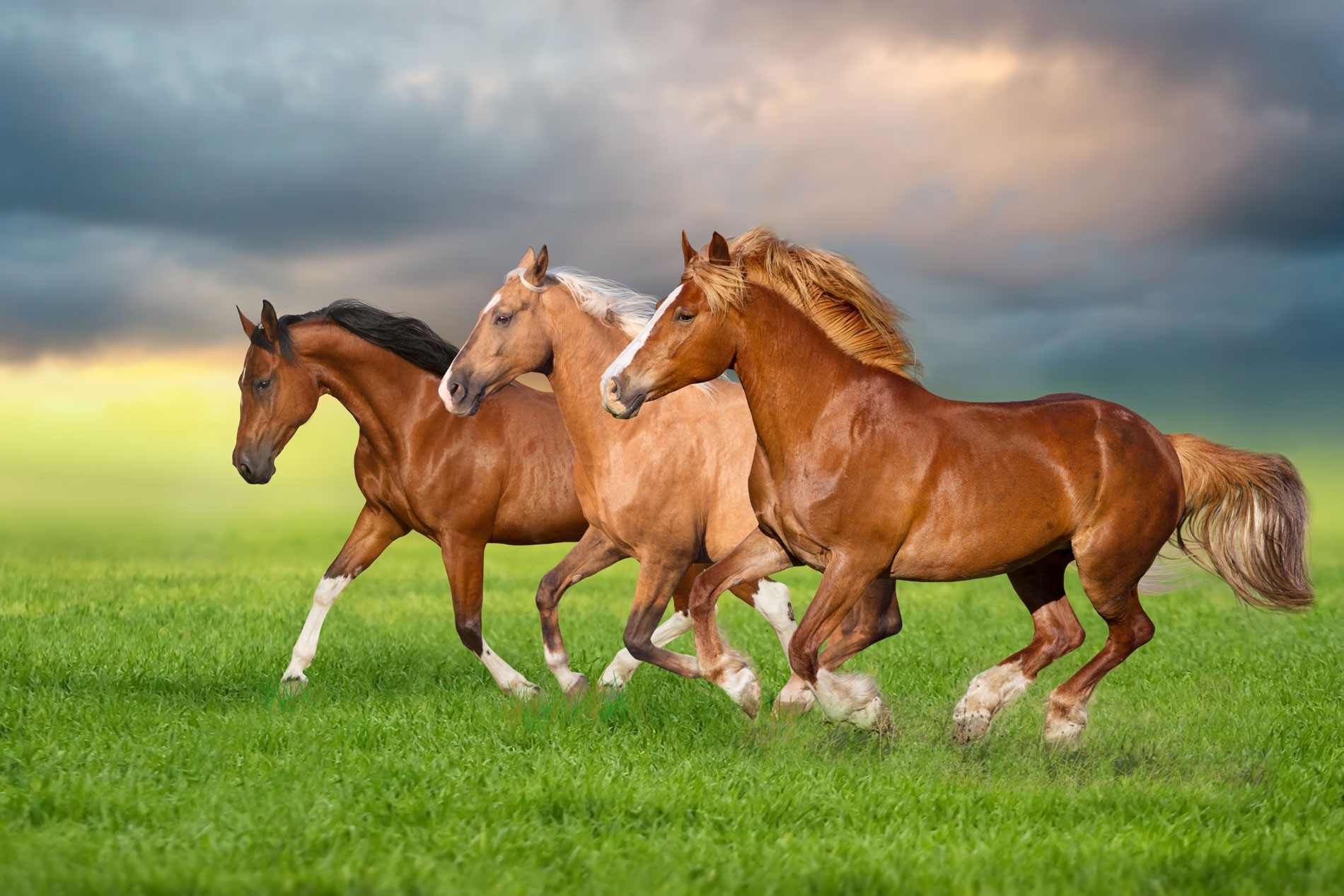 Equine Online Auction, LLC | Online Horse Auction In the US