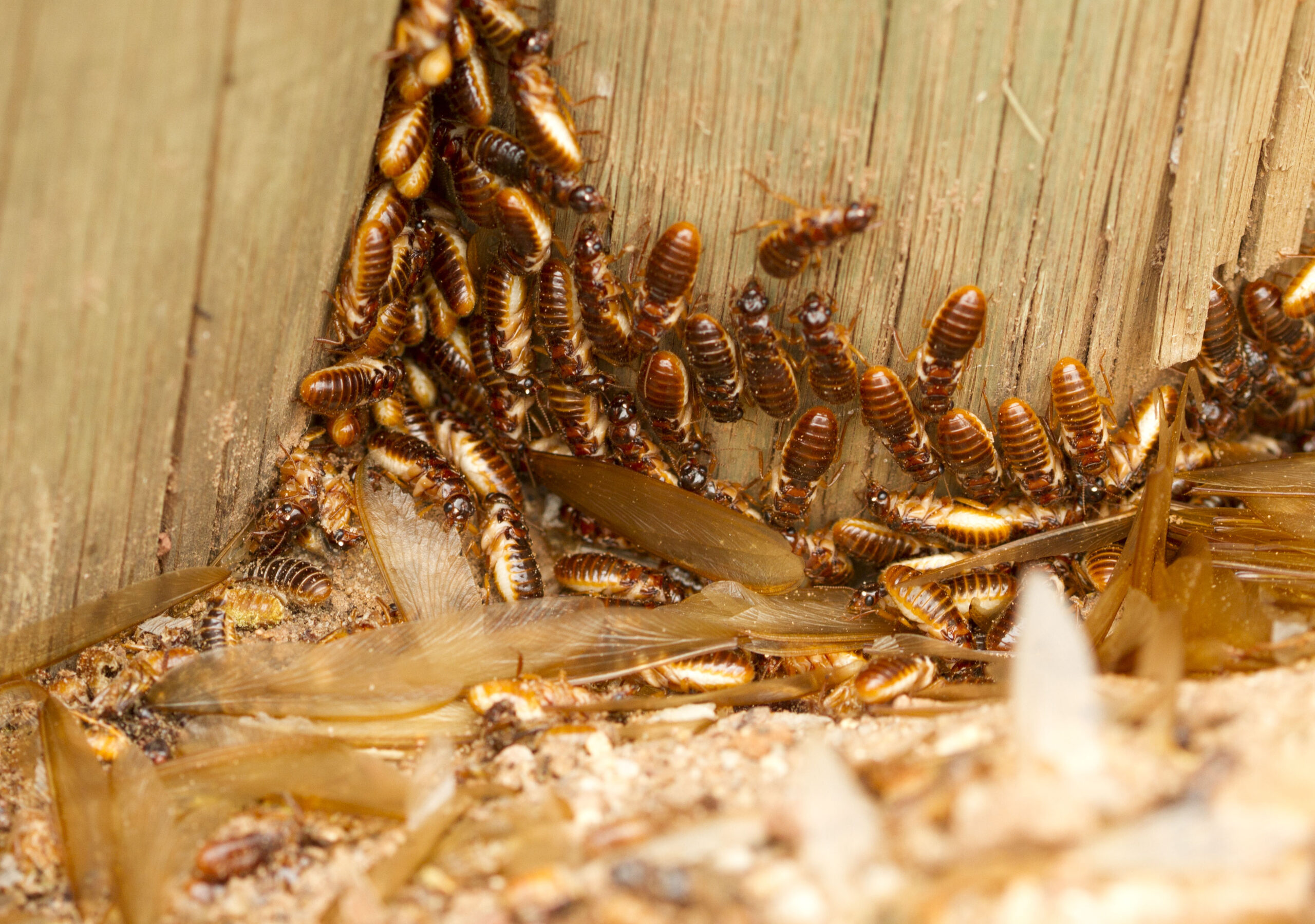 5 Ways to Prevent Termites in Your Home - Key Termite & Pest Control