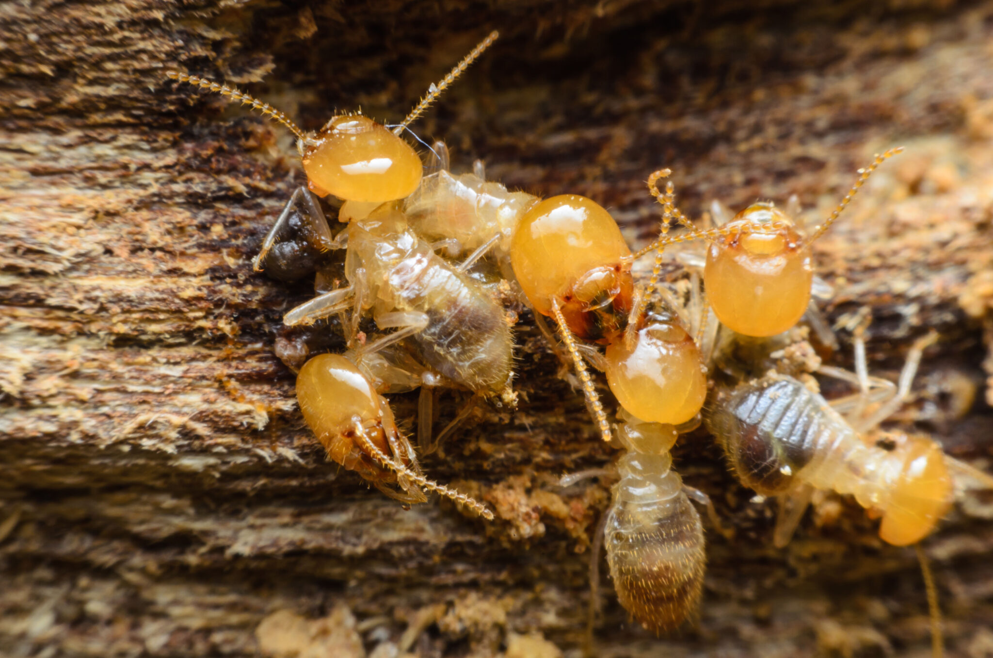 General Termite Advice in CA - Key Termite & Pest Control
