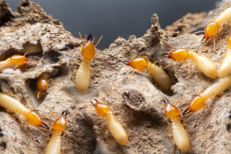 Termite Report Laws - Key Termite & Pest Control in CA