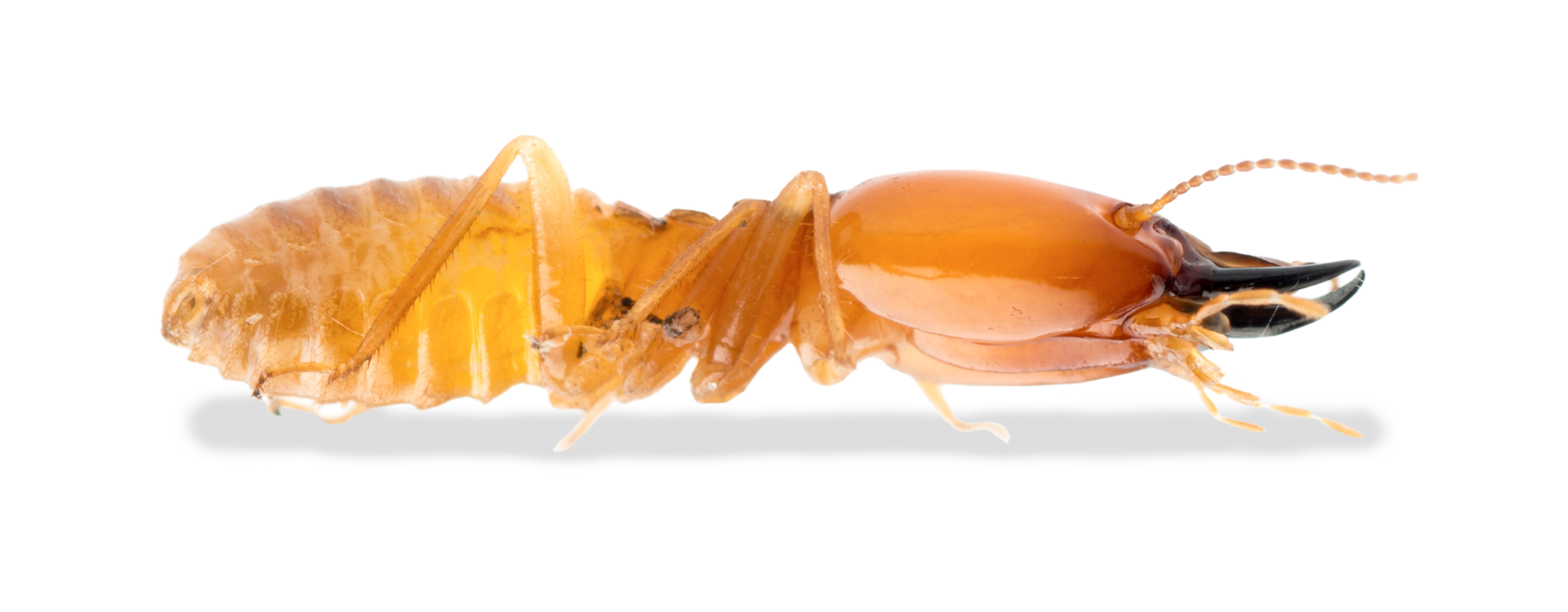 Home - Abram Termite & Pest Control